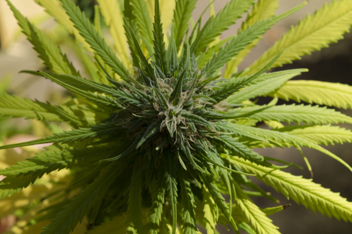Blue Dream: Strain-Specific Grow and Detailed Guide - Weedth